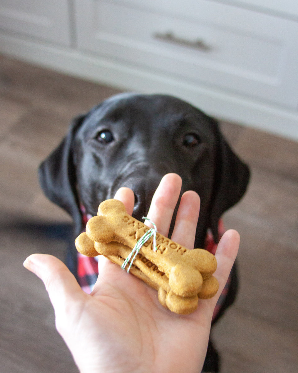 Gingerbread Dog Biscuit Treat Recipe – Loki Doki Dog